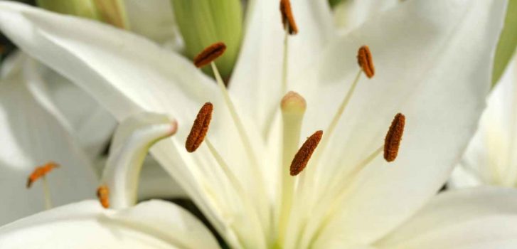 Why Sontakka Plant Is Very Popular?