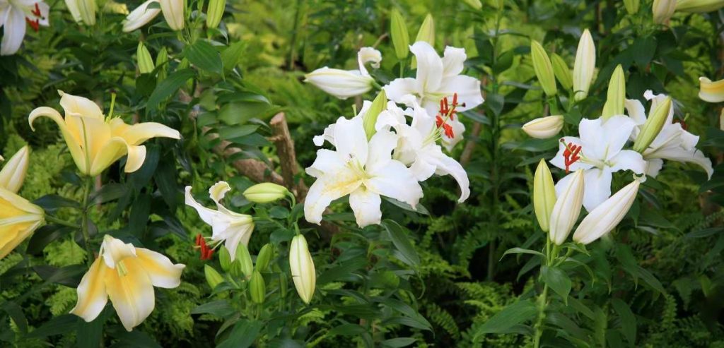 Why Sontakka Plant Is Very Popular?