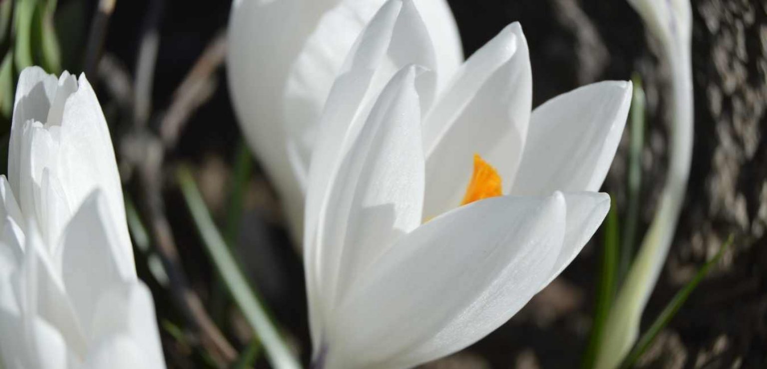 Why Sontakka Plant Is Very Popular?